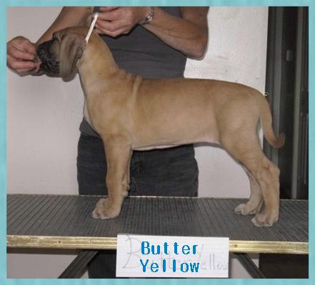 Valby Danes: Great Danes Puppies page